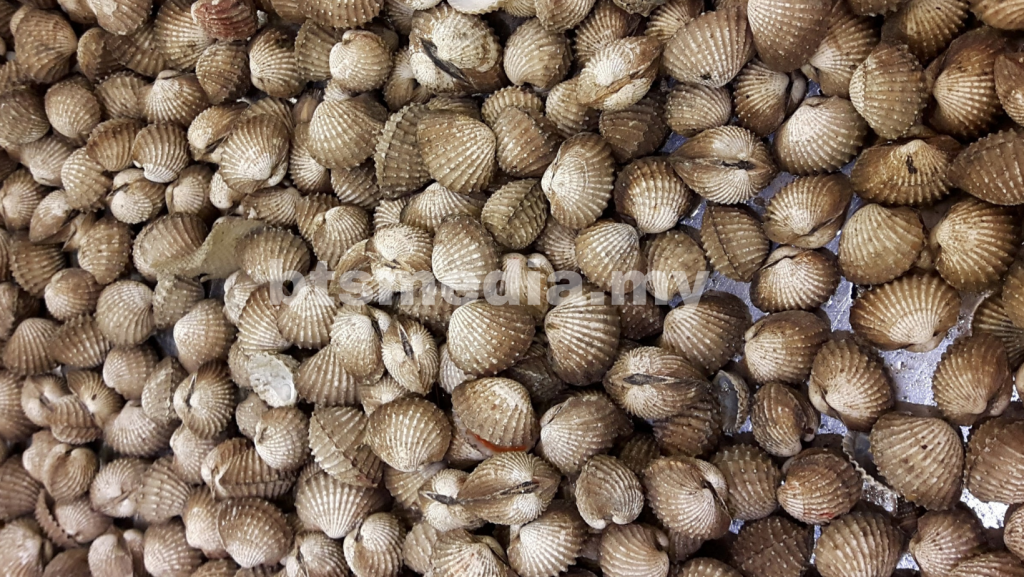 Orang ramai dinasihatkan tidak makan kerang dari perairan Sabah - BTS Media